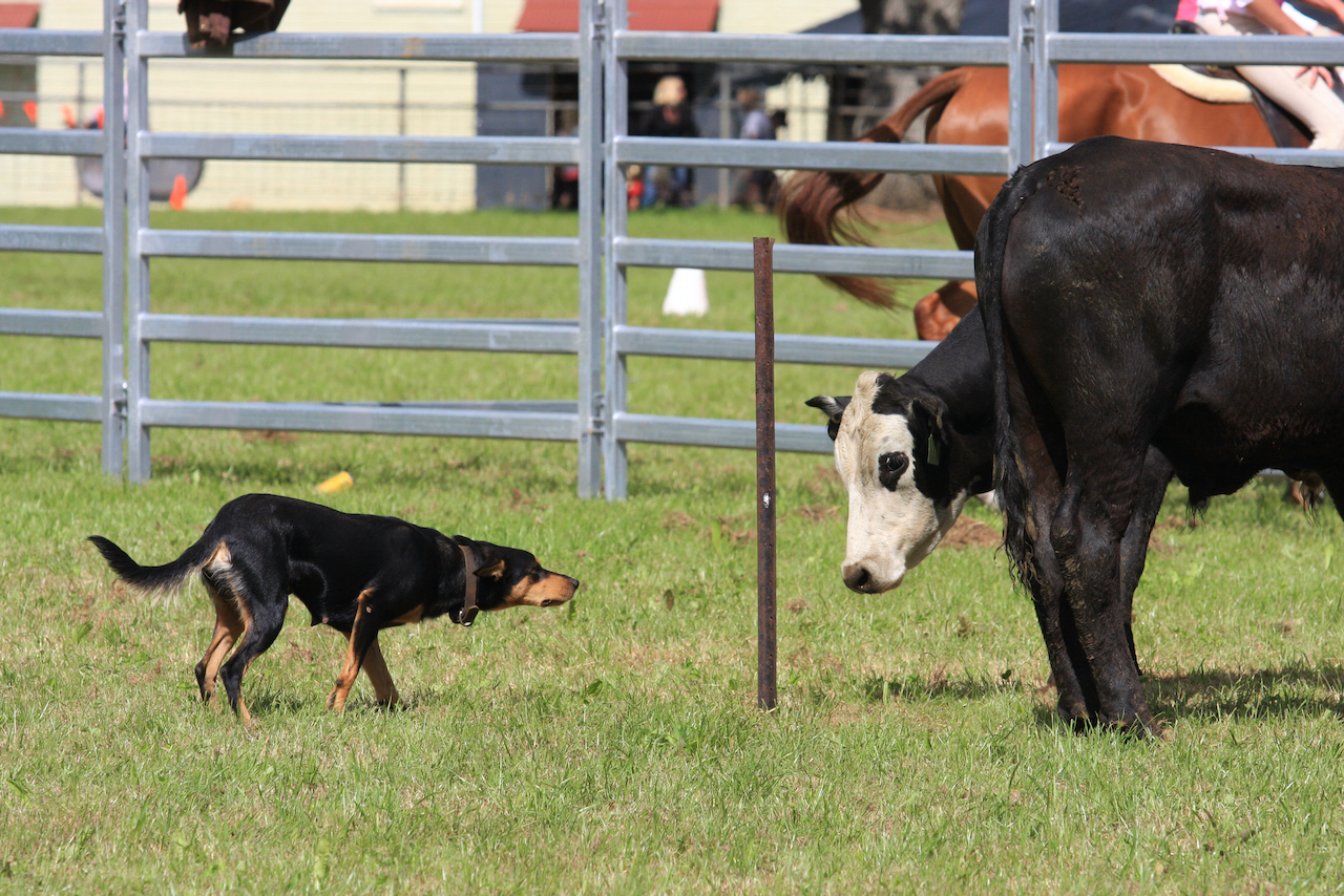 Barru Working Kelpies – Working kelpies with inherited natural shepherding