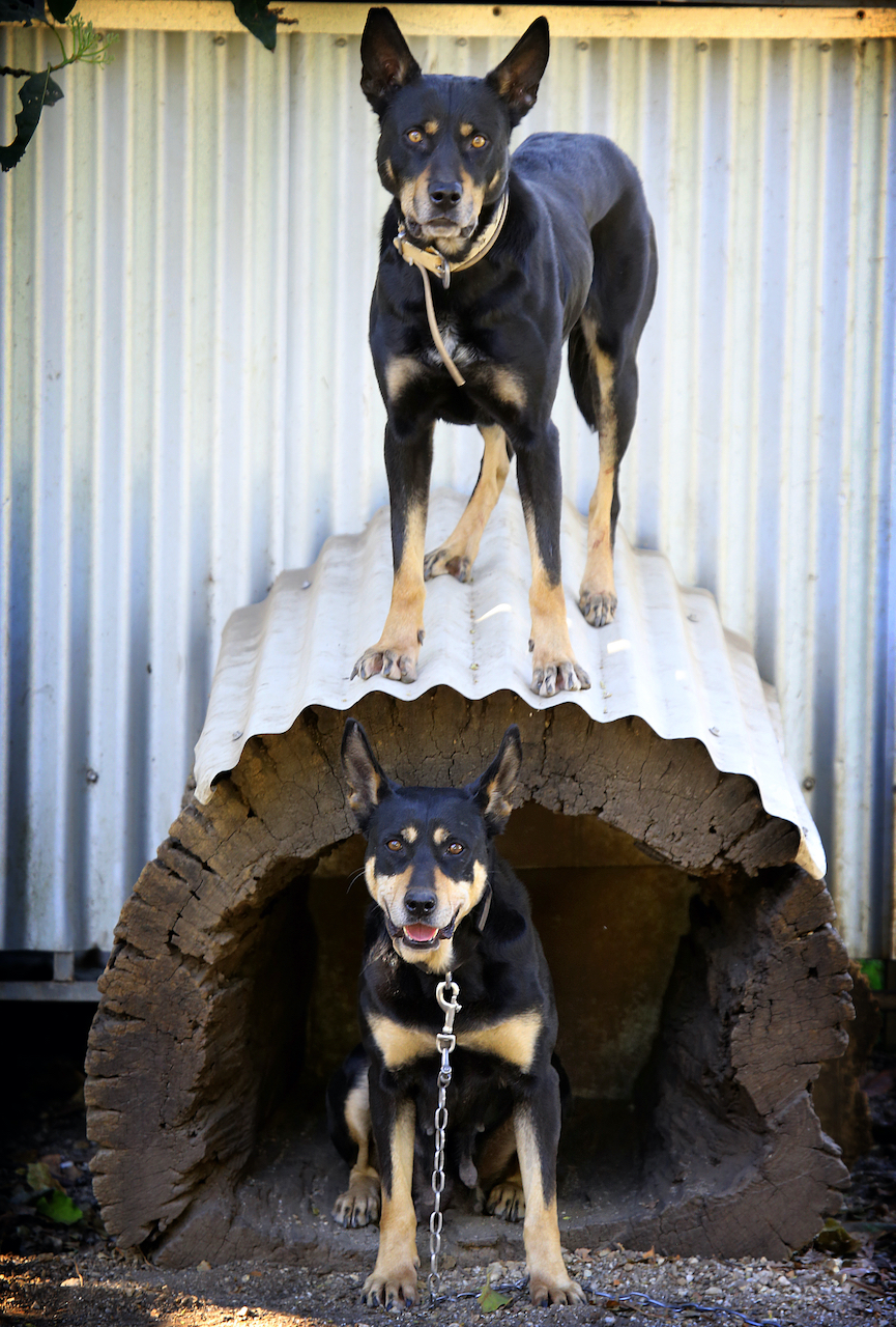 Barru Working Kelpies – Working kelpies with inherited natural shepherding