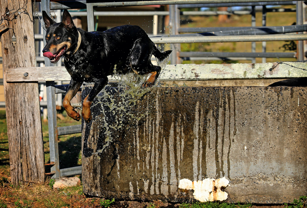 Barru Working Kelpies – Working kelpies with inherited natural shepherding