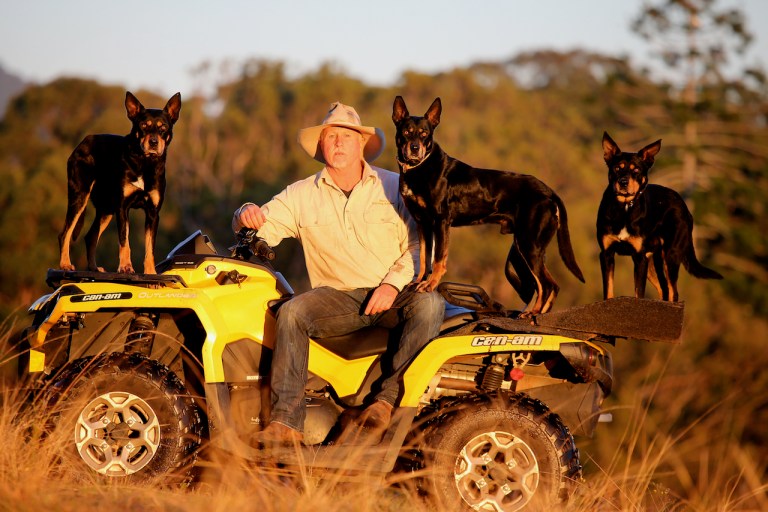 Barru Working Kelpies – Working kelpies with inherited natural shepherding