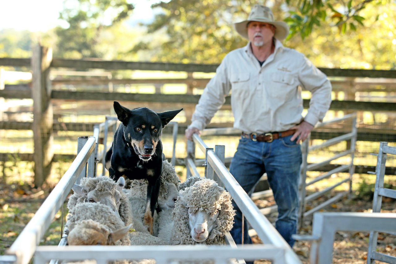 Barru Working Kelpies – Working kelpies with inherited natural shepherding